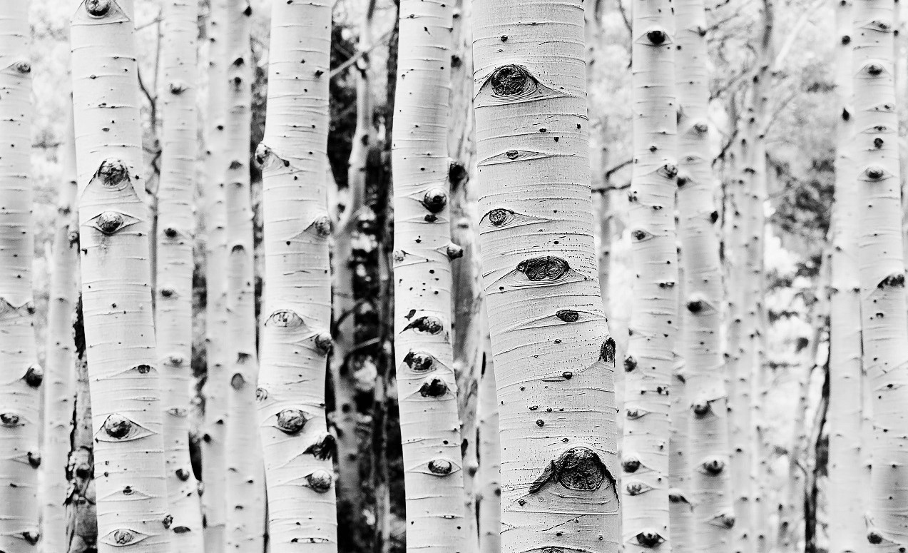 Writing for the legal journal Juridica, Sandra Kaas examines the role ...